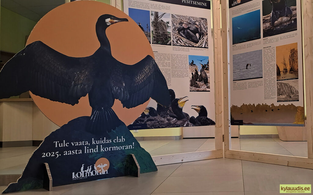 MATSALU LOODUSFILMIDE FESTIVALIL ON KOHAL KA KORMORAN – Külauudised